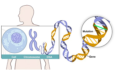 Improving Diagnosis and Management of Immunodeficiencies: The ...