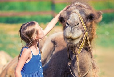 Pit Vipers, Parrots and Camels, Oh My!